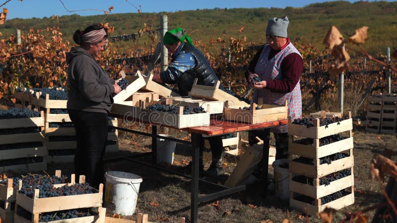 Grapes in Focus Workers Tending To the Vineyard Harvest. Moldova - 18 ...