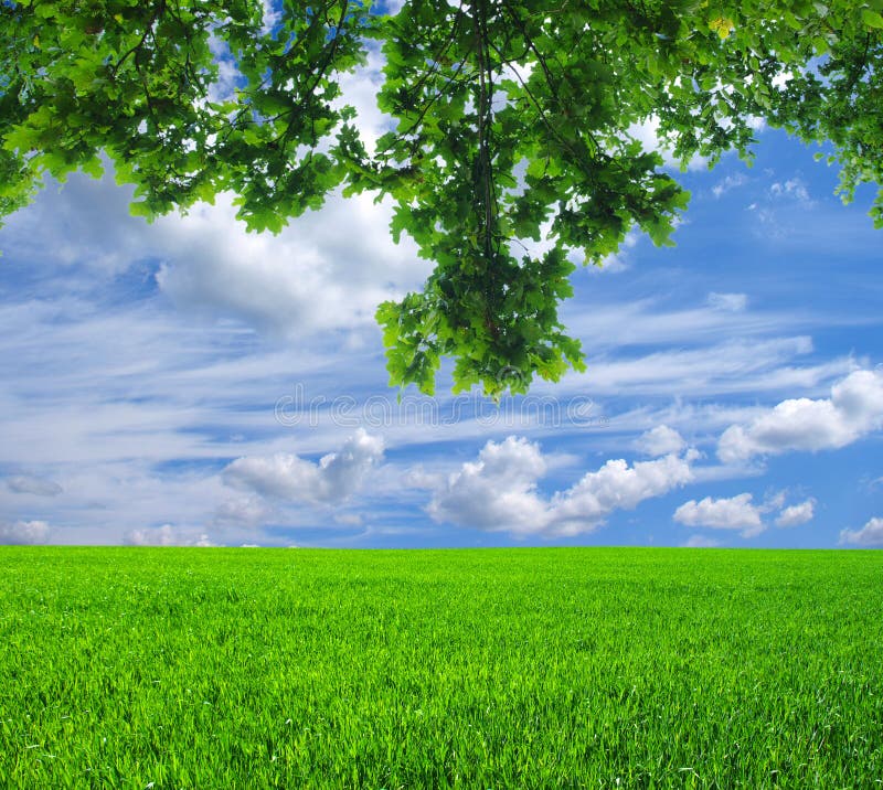Field with tree stock image. Image of cloud, light, meadow - 13405037