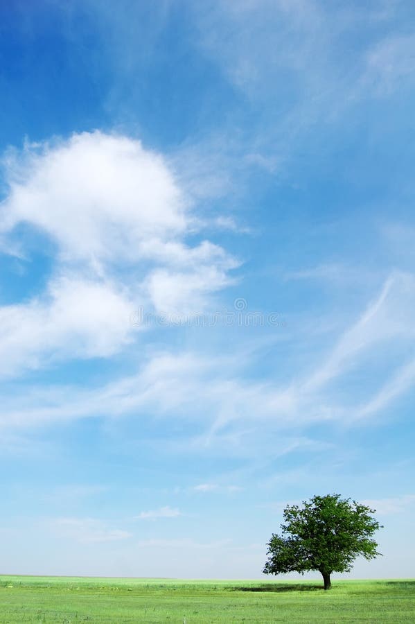 Field, tree and blue sky stock photo. Image of panoramic - 11692488