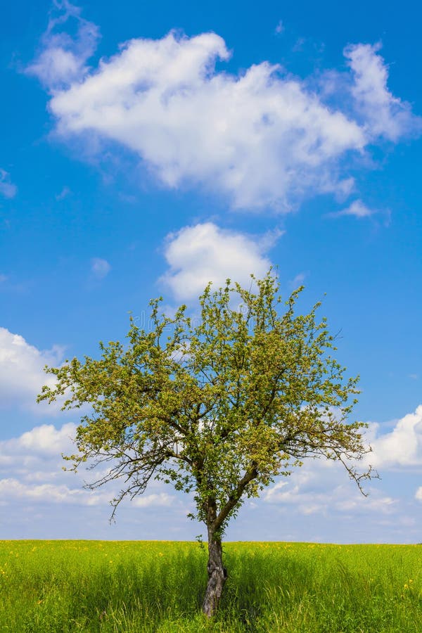 Field,tree and blue sky stock photo. Image of horizon - 76127046