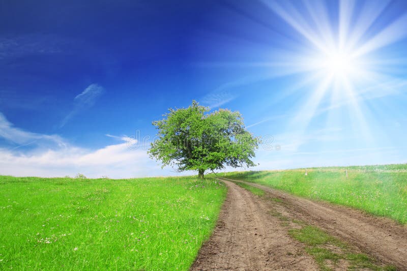 Field,tree, Blue Sky with Sun Stock Photo - Image of land, environment ...