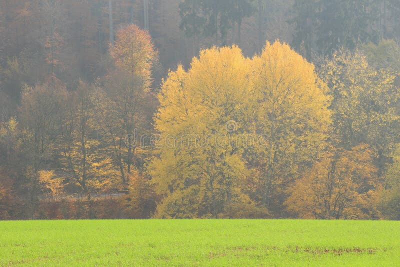 Field and tree stock image. Image of world, agriculture - 133728061