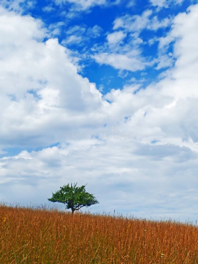 Field with a Tree stock photo. Image of road, field - 344106814