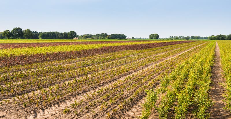 Field of a Tree Nursery with Small Yearling Stock Photo - Image of ...