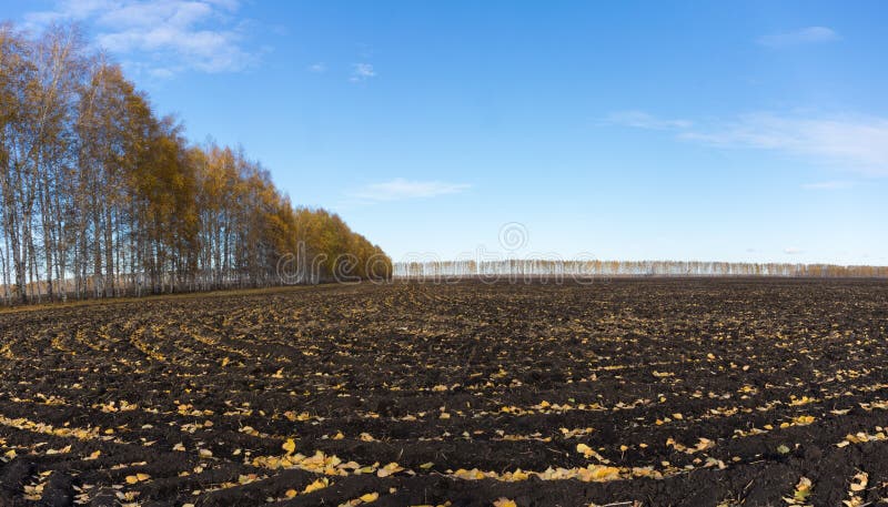 Field, Tree Planting and Road. Stock Image - Image of trees, leaf: 61651901