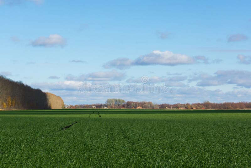 Field, Tree Planting and Road. Stock Photo - Image of expanse, clouds ...