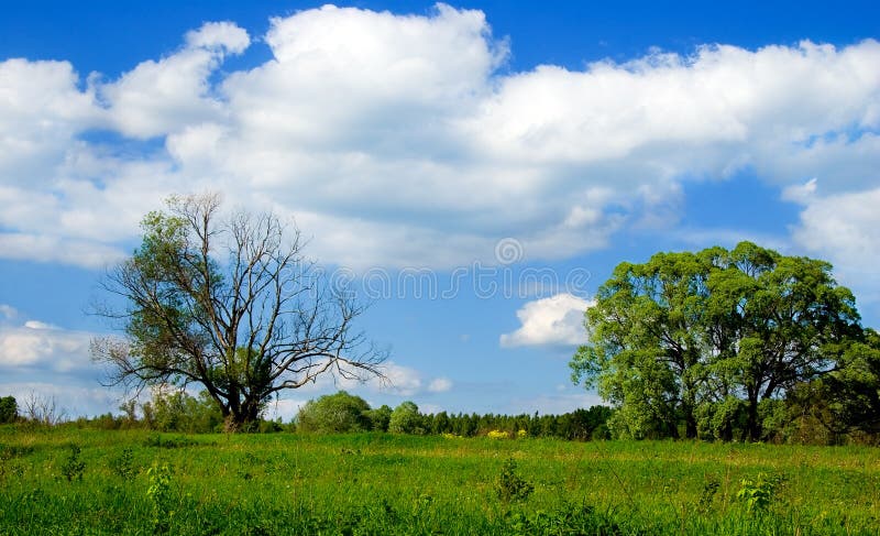 Landscape - separation stock image. Image of tree, grassy - 3581