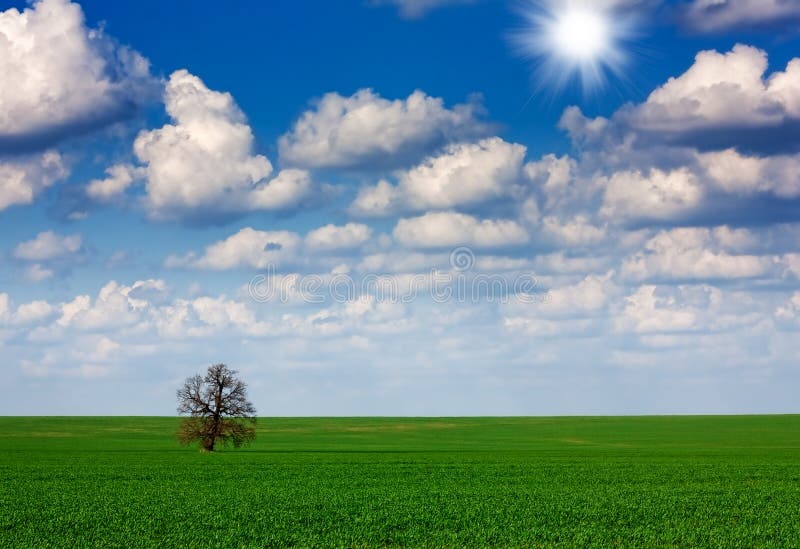 Green Field, Sky, Lonely Tree Stock Image - Image of plain, green: 2349351