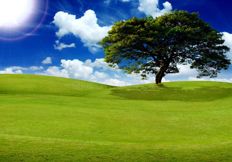 Field, Tree, Sun and Blue Sky Stock Image - Image of field, landscape ...