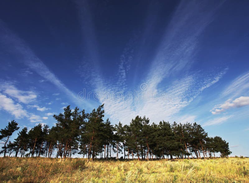 Field and tree stock photo. Image of summer, morning - 54168778