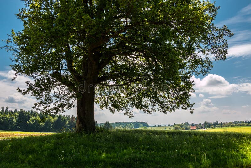 Field and tree stock image. Image of plants, plant, saga - 102815307