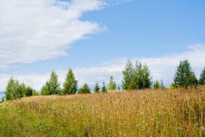 Field and trees stock image. Image of backgrounds, beauty - 23511879