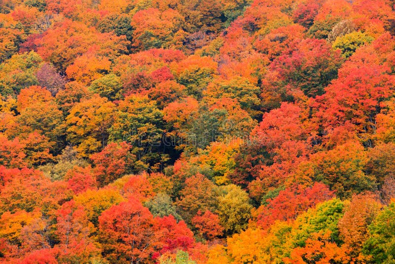 Field of Trees from Above during Fall Foliage. Stock Image - Image of ...