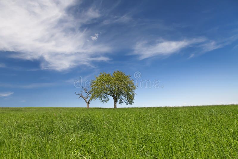 Field,trees and Blue Sky in Spring Stock Photo - Image of single, field ...