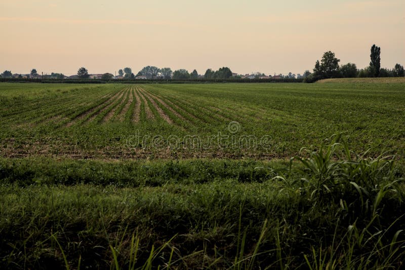 Field with Trees in the Distance at Sunset Stock Photo - Image of ...