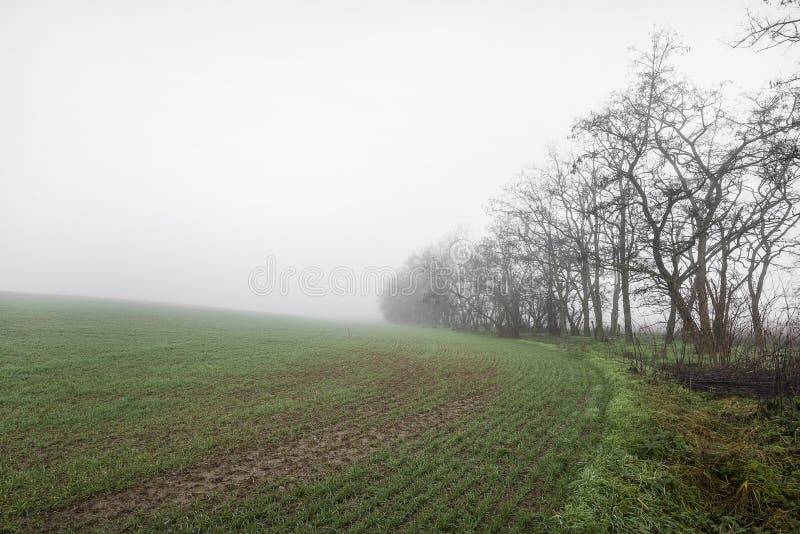Field and Trees in the Fall in the Morning with Slight Fog Stock Photo ...