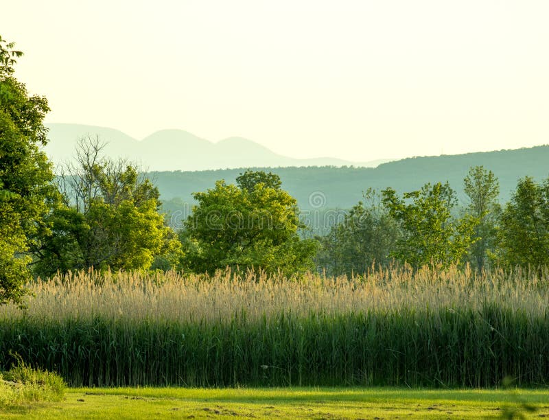 Field with Trees and Mountain Range Stock Image - Image of meadows ...