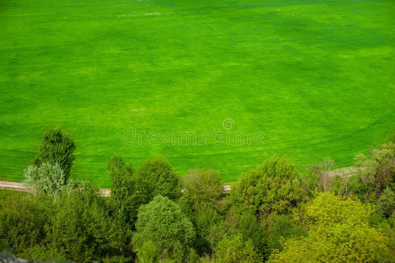 Field, Trees. Park View of Green Grass in the Foreground and Trees in ...