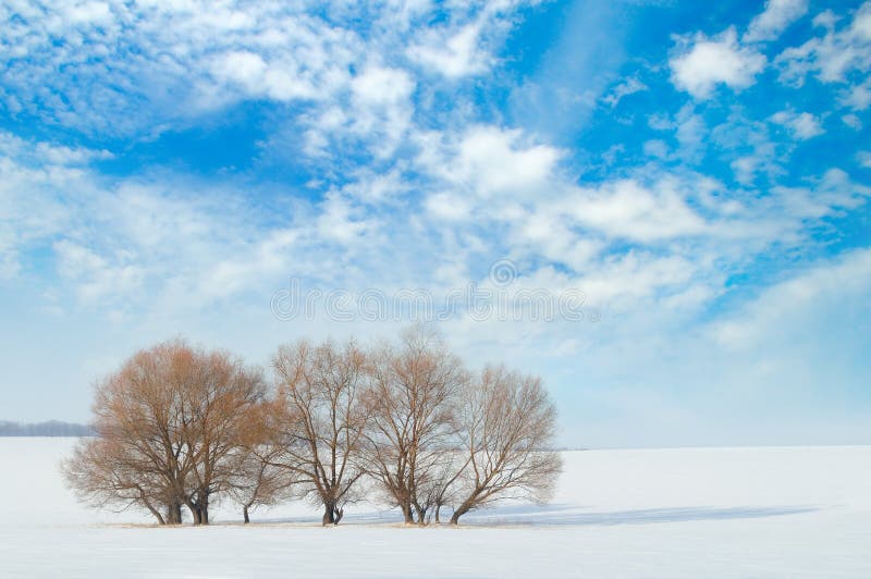 Field and Trees in the Snow and Sky Stock Photo - Image of flake, frost ...