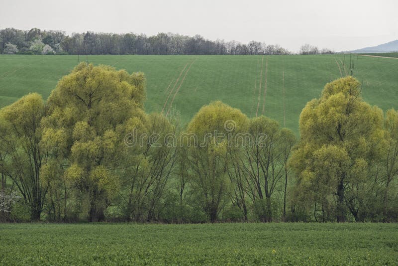 Field and the Trees in the Spring on the Slope Stock Photo - Image of ...