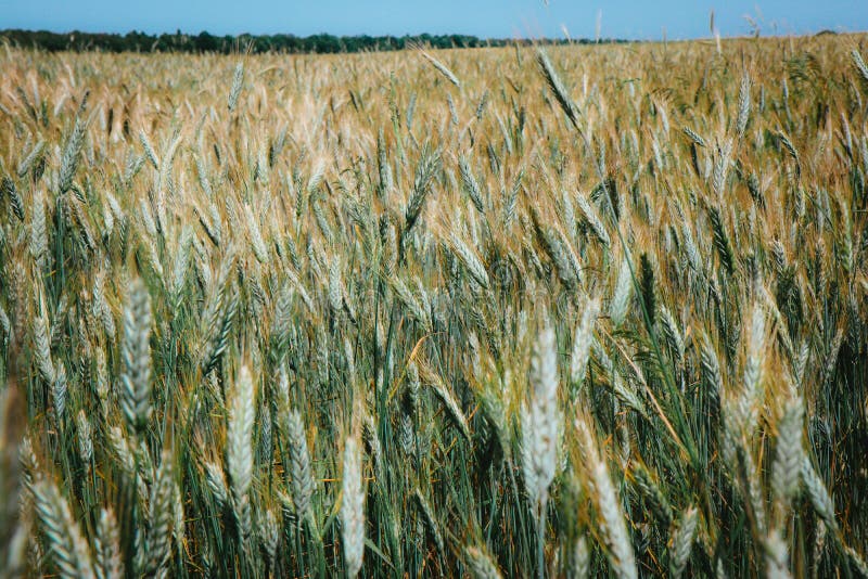Field of triticale stock photo. Image of barley, country - 260267030