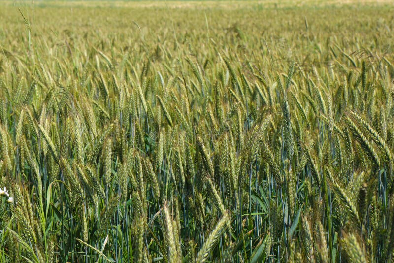 Field of triticale stock photo. Image of feed, forage - 260267064