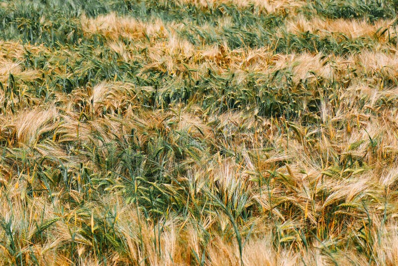Field of triticale stock image. Image of country, grain - 260267113