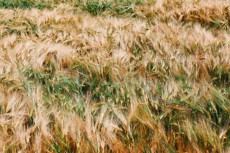 Field of triticale stock image. Image of cereal, farmland - 260267159