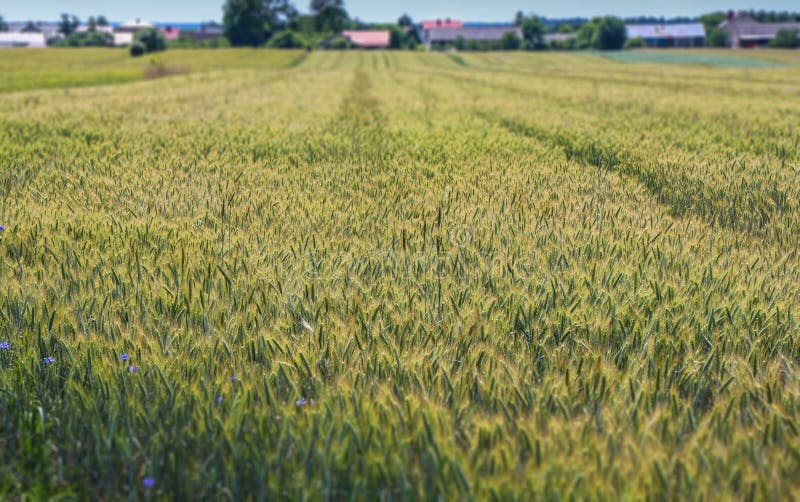 Field of triticale stock image. Image of farming, barley - 260267491