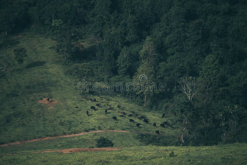 Field of Tropical Forest, Natural Landscape Scene Stock Photo - Image ...