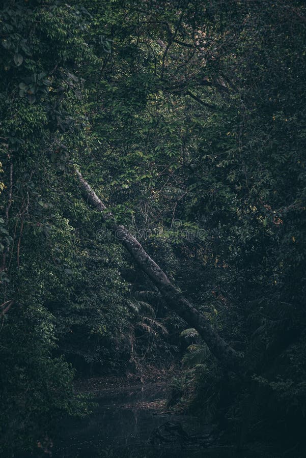 Field of Tropical Forest, Natural Landscape Scene Stock Photo - Image ...