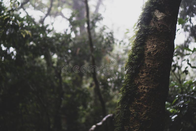 The Field of Tropical Forest, Natural Landscape Scene Stock Photo ...