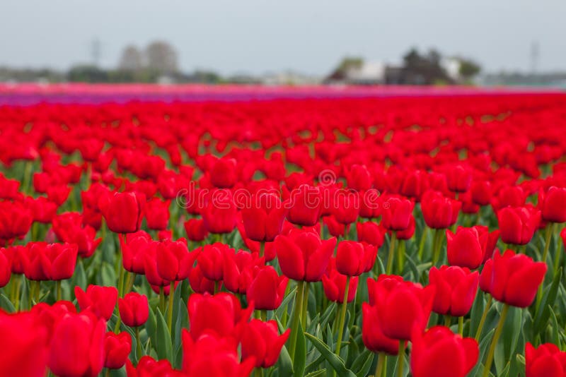 Field of tulips stock photo. Image of bloom, export, cheerful - 25104536