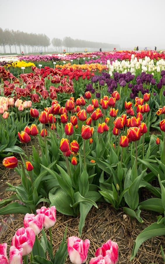 Field of tulips stock image. Image of head, nature, field - 27697403