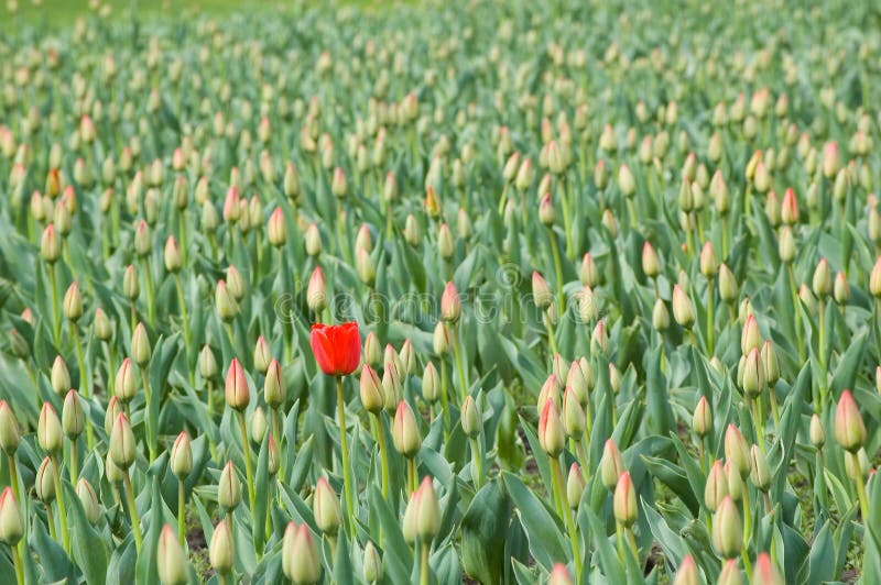 Field of tulips stock photo. Image of flowering, flowerbed - 5161840