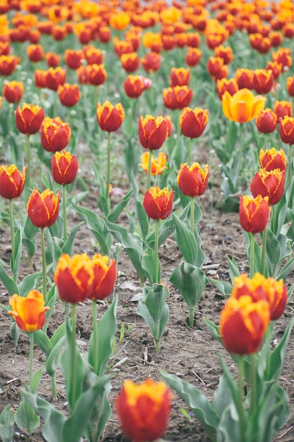 Field of Tulips Blooms in Spring Stock Photo - Image of head, scene ...