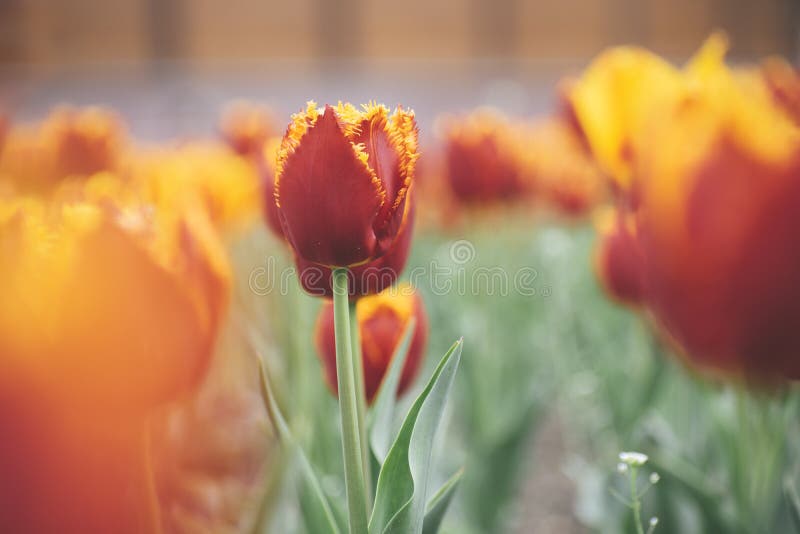 Field of Tulips Blooms in Spring Stock Image - Image of bulb, plank ...