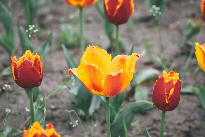 Field of Tulips Blooms in Spring Stock Image - Image of plank, vibrant ...