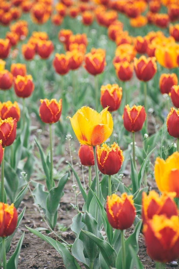 Field of Tulips Blooms in Spring Stock Photo - Image of scene, plank ...