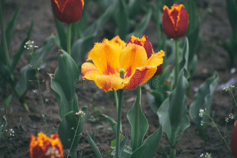 Field of Tulips Blooms in Spring Stock Photo - Image of purple ...