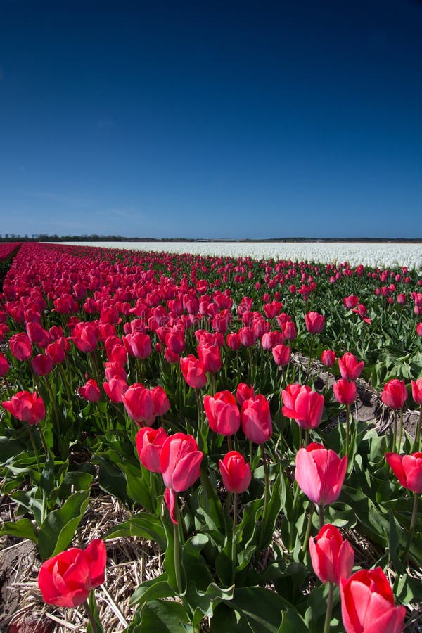 Field of tulips stock image. Image of nature, flower - 31152191
