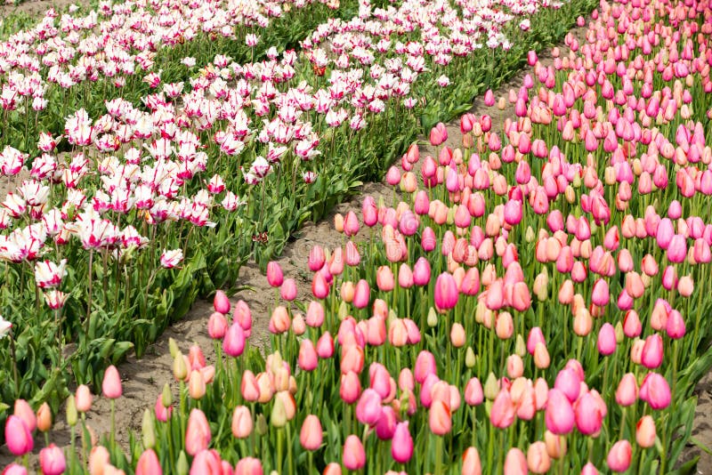 Field of Red Tulips from Above Stock Photo - Image of flourishing ...