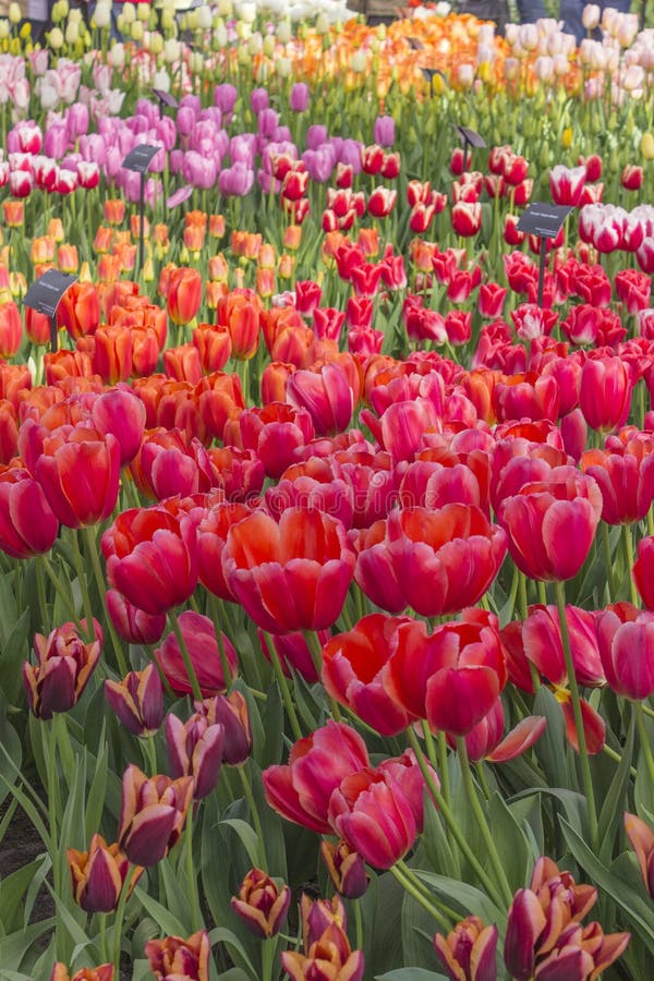 Field of Tulips stock photo. Image of blooming, green - 75153162
