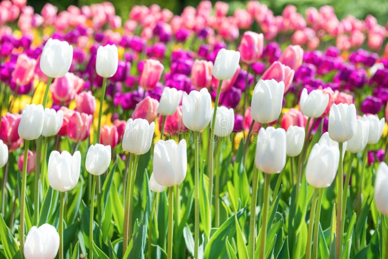 Field of tulips stock image. Image of blooming, fresh - 78195739