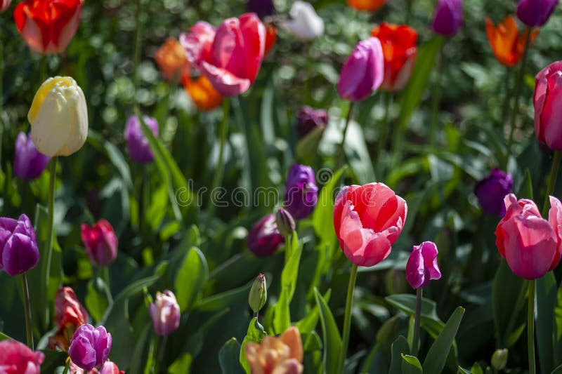 Field of Tulips. Nature. Spring Summer. Stock Photo - Image of summer ...