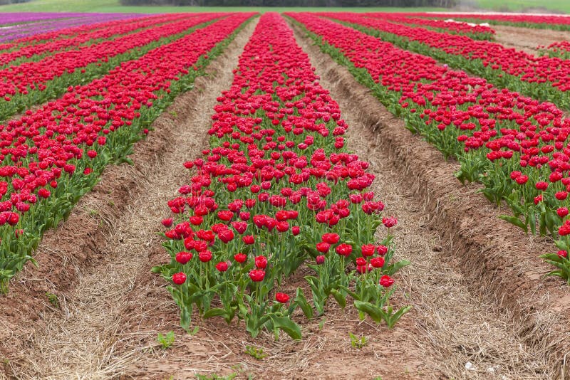 Ranunculus Flower Field, San Diego, CA Stock Image - Image of ...