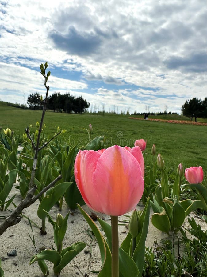 Field of tulips stock photo. Image of flower, beautiful - 346509928