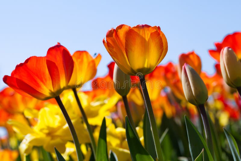 Field of Tulips in the Spring Sun Stock Photo - Image of acknowledgment ...