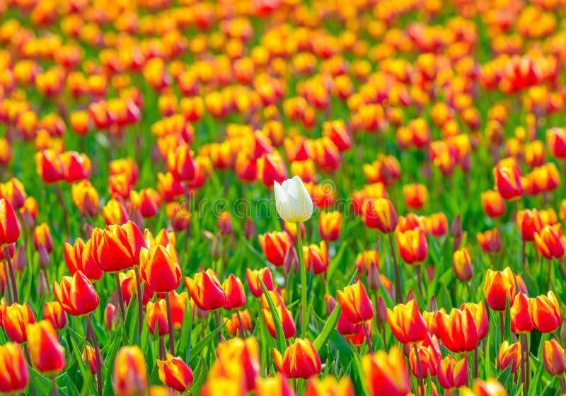 Field with Tulips in Spring Stock Photo - Image of cultivation, flower ...