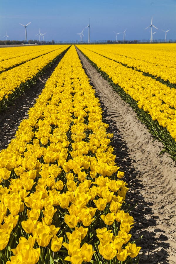 Field of tulips stock image. Image of grow, outdoors - 88594369